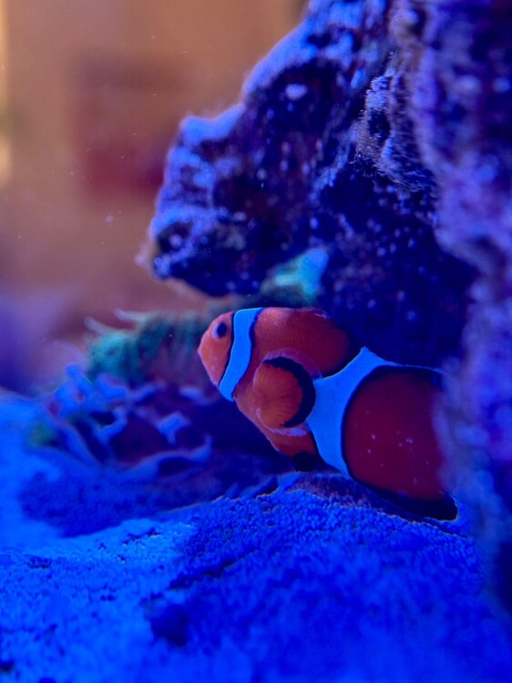 Clownfish- ich or Brook? - Pest and Disease Treatments - Nano-Reef ...
