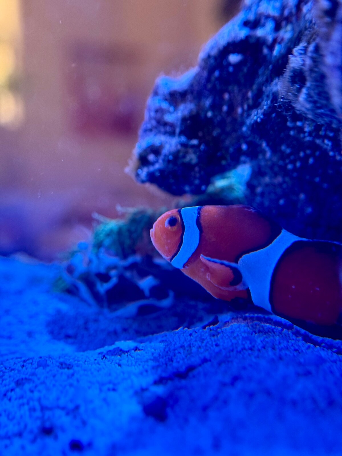 Clownfish- ich or Brook? - Pest and Disease Treatments - Nano-Reef ...