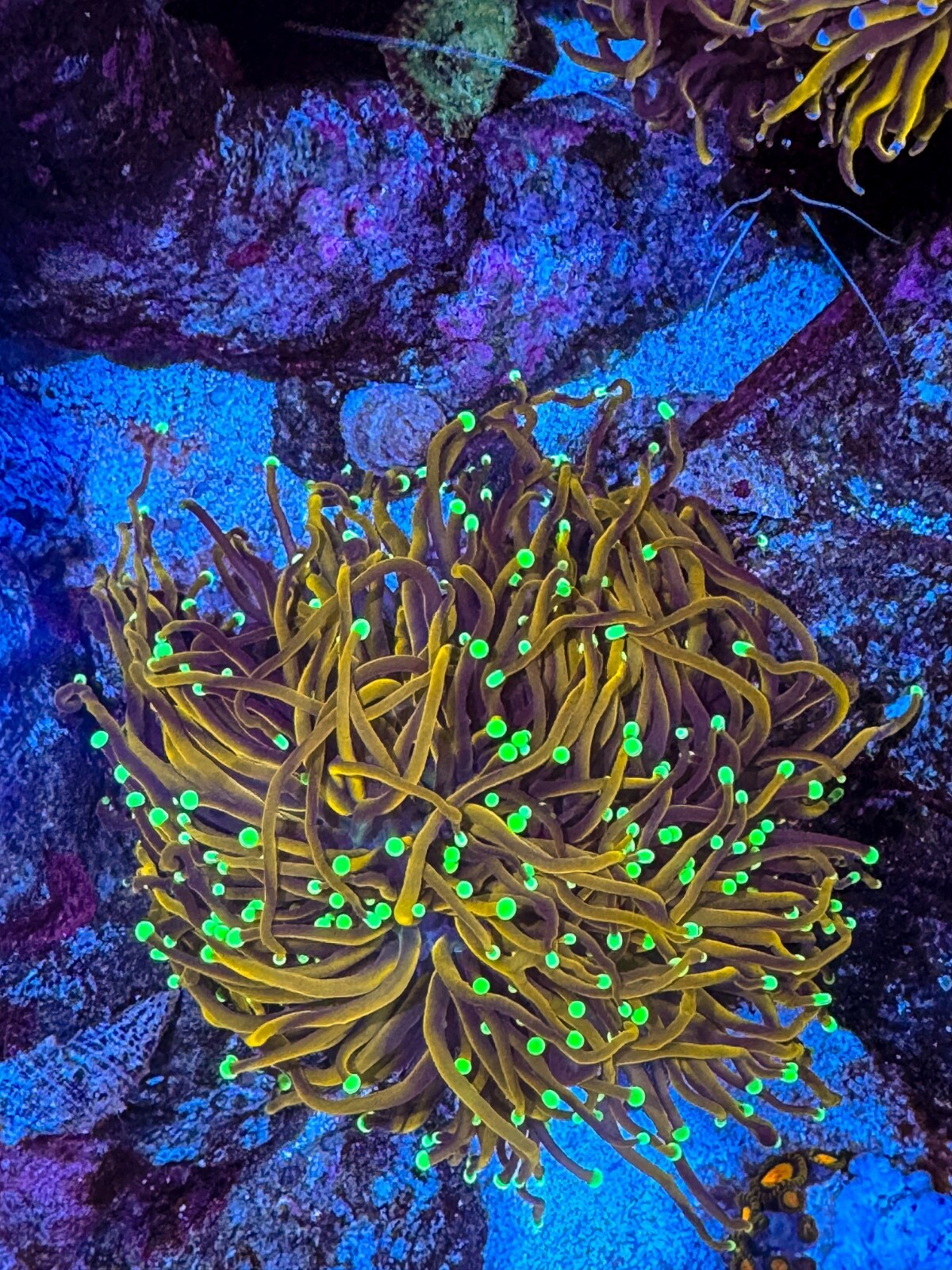 Airedale Reef | Tank Upgrade! - Page 12 - Nano Reef Journals - Nano ...
