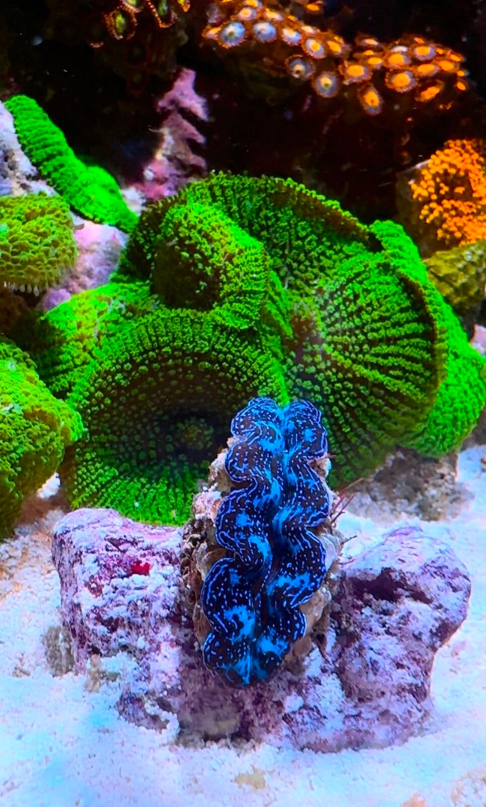 Airedale Reef | Tank Upgrade! - Page 12 - Nano Reef Journals - Nano ...