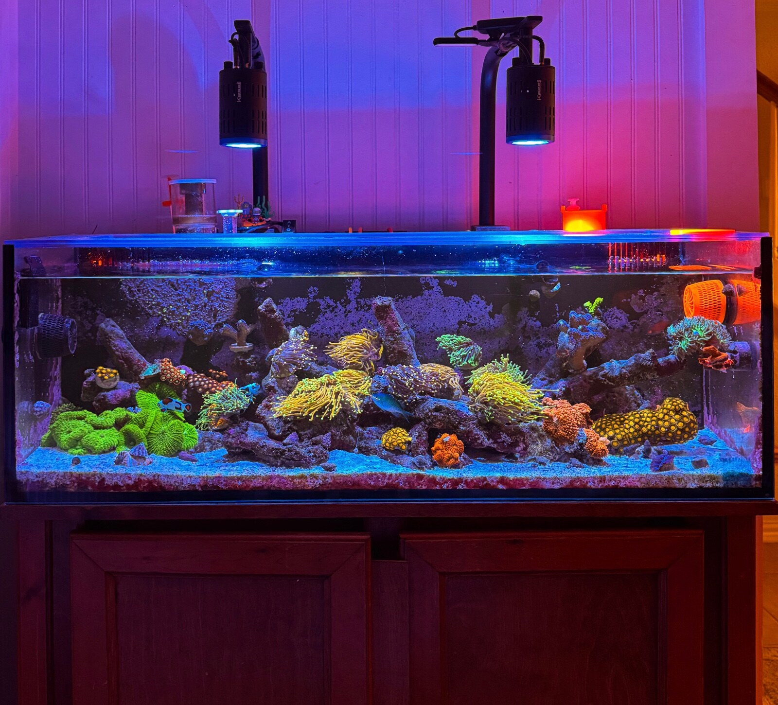 Airedale Reef | Tank Upgrade! - Page 12 - Nano Reef Journals - Nano ...
