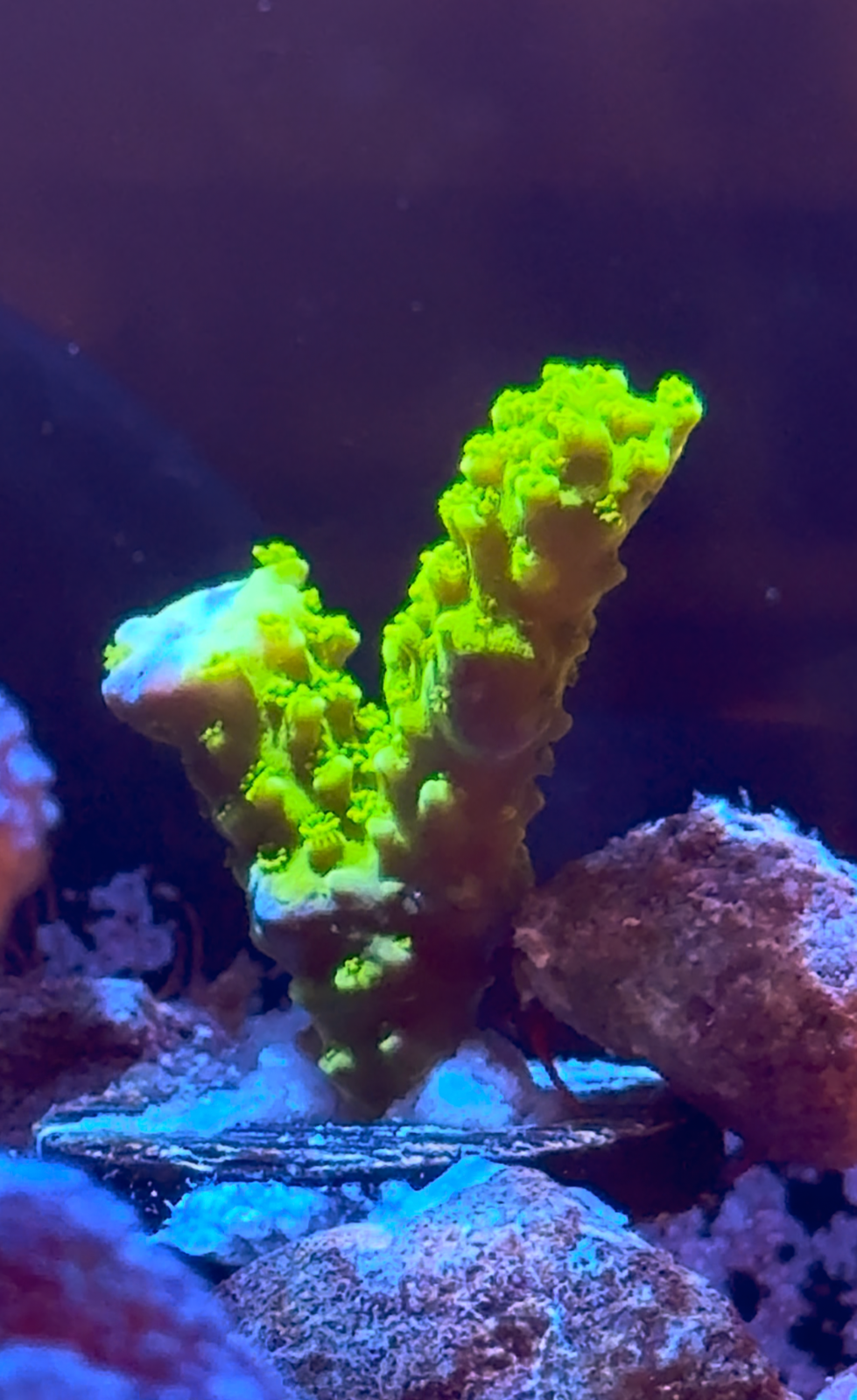 Airedale Reef | Tank Upgrade! - Page 12 - Nano Reef Journals - Nano ...