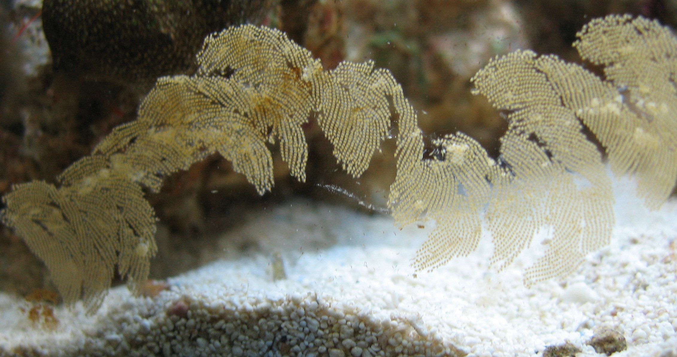 Eggs? - Identification Forum - Nano-Reef Community