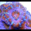 DIY Internal Algae Turf Scrubber for Biocube 29 - DIY Projects - Nano ...