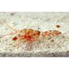 Reef Tank Pests - Livestock Articles - Nano-Reef Community