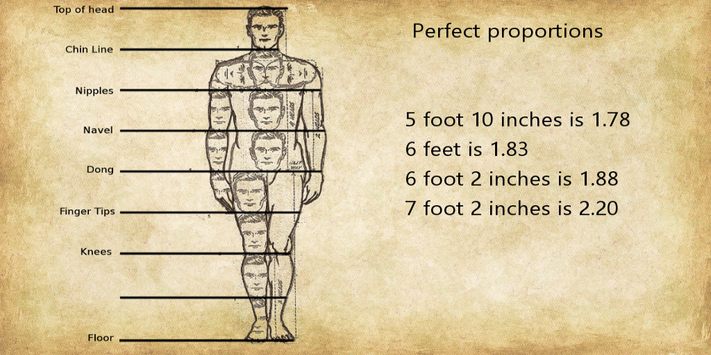 Men's Body Ratios - Your Avatar - Second Life Community