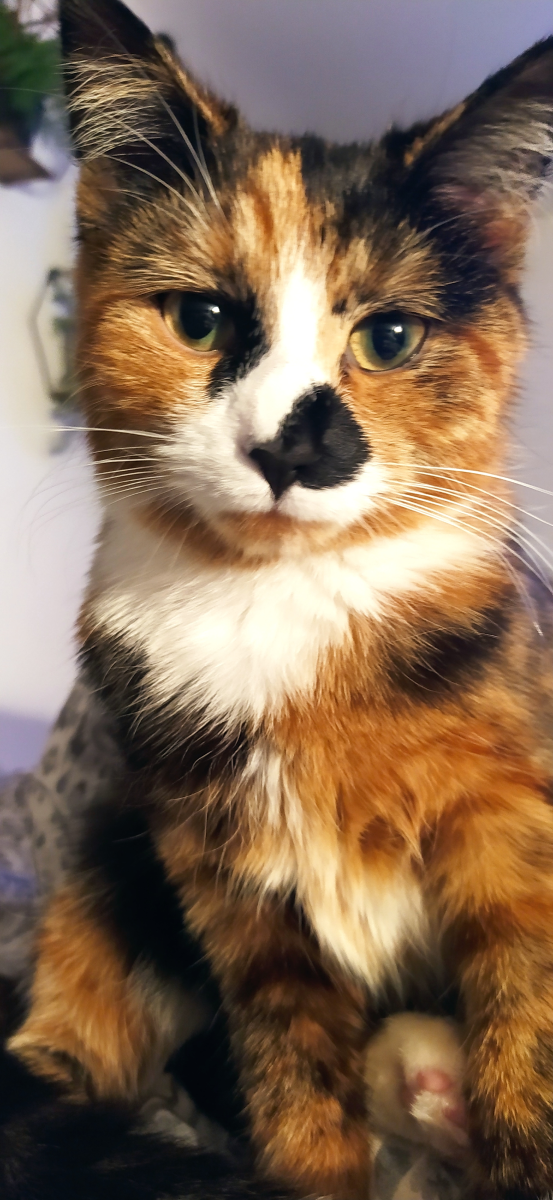 The new Extra Life pets have been added to the game--is your pet one of ...