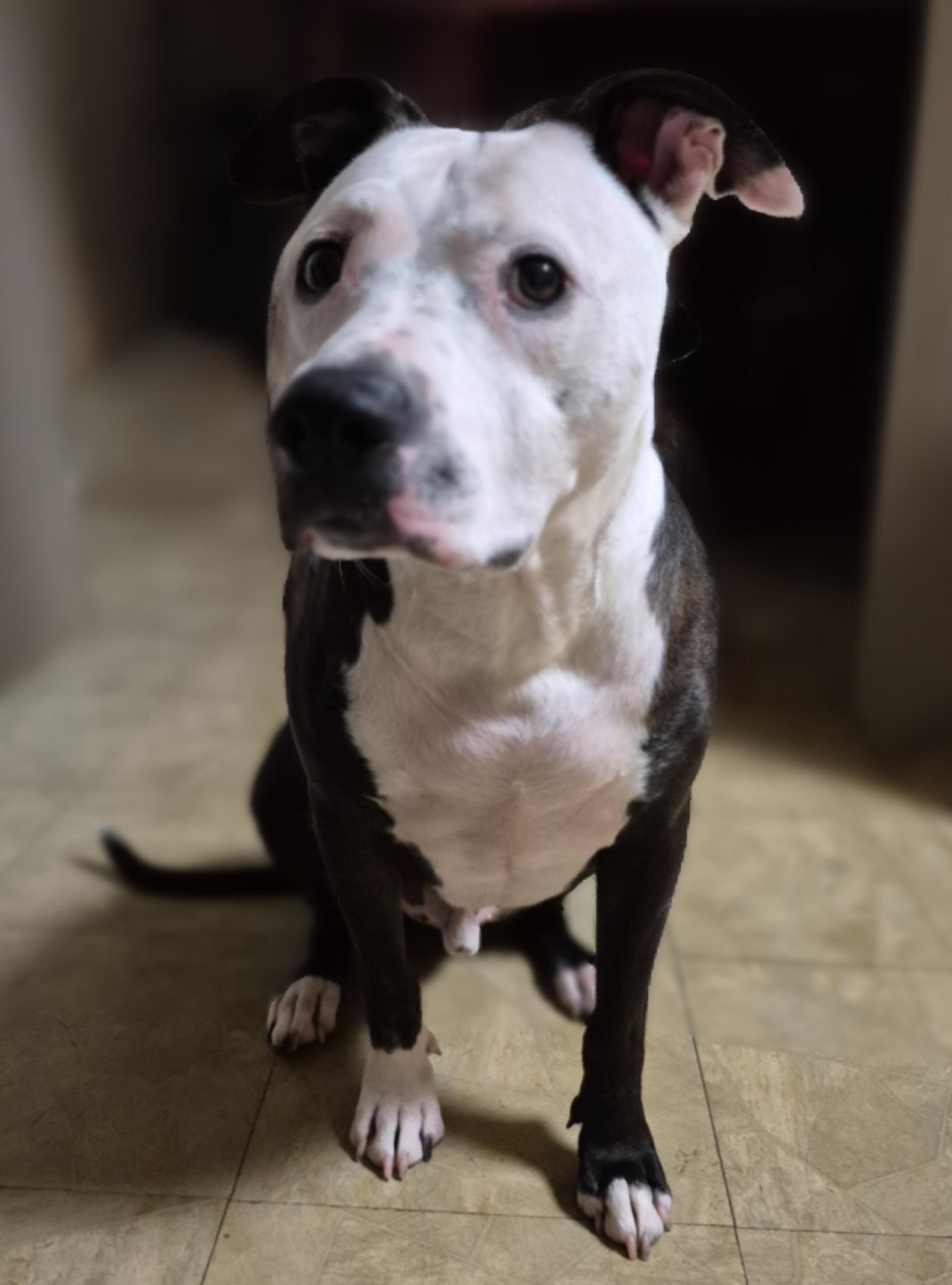 The new Extra Life pets have been added to the game--is your pet one of ...