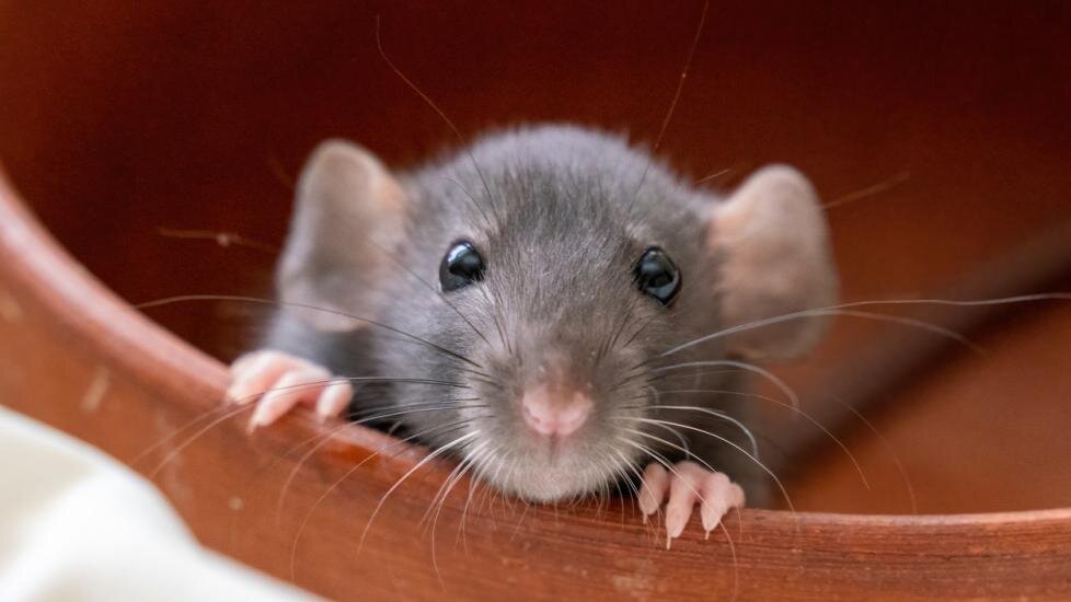 Ferret mount good. Rat mount better. - Fashion Wars Too - Guild Wars 2 ...