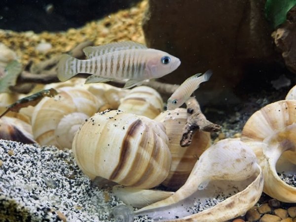 Greetings from Ginger’s fish house - General Chat - Aquarium Co-Op Forum