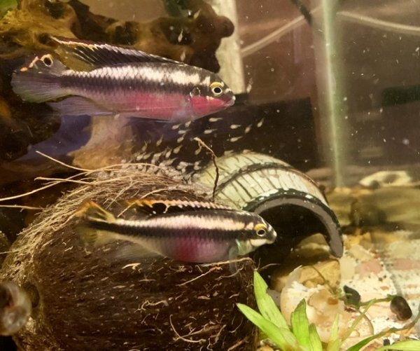 Greetings from Ginger’s fish house - General Chat - Aquarium Co-Op Forum