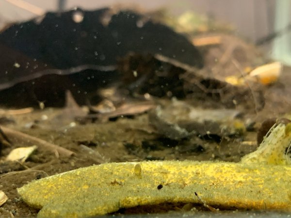 Culturing Infusoria - General Chat - Aquarium Co-Op Forum