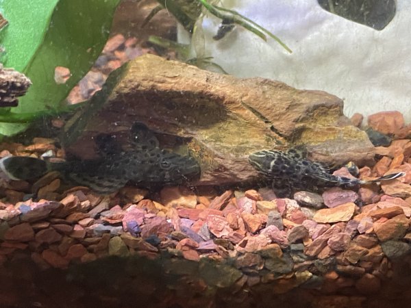 "New" Ranger Pleco - General Chat - Aquarium Co-Op Forum