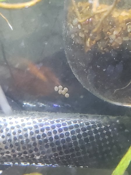 Does anyone know what limpet eggs look like? - General Chat - Aquarium ...