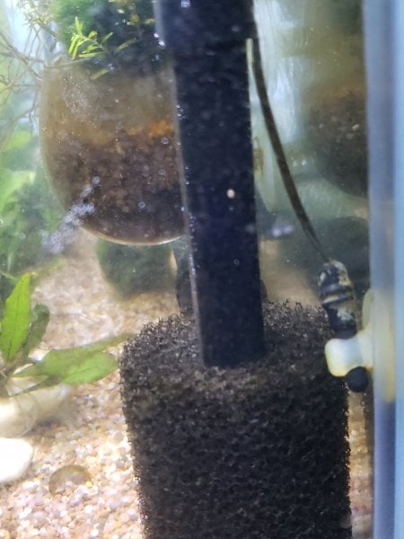 Does anyone know what limpet eggs look like? - General Chat - Aquarium ...