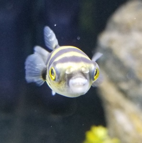 Has anyone trimmed amazon puffer beak? - Diseases - Aquarium Co-Op Forum