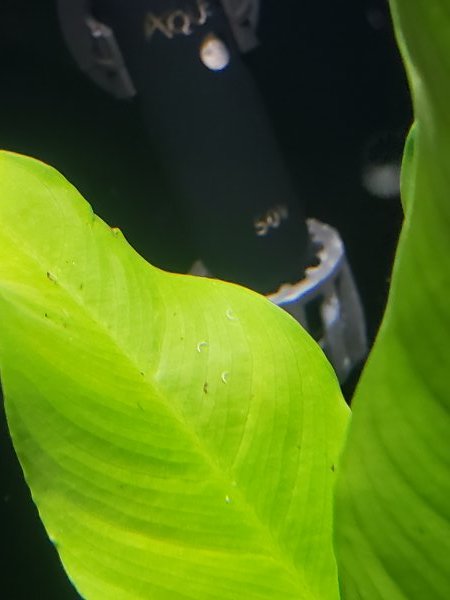 White algae on lily bulb and white flecks on anubius - Plants, Algae ...