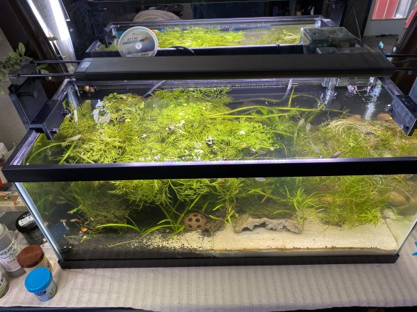 Lidless planted tank - General Chat - Aquarium Co-Op Forum