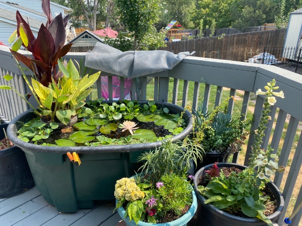 Summer Tubbing - Lets see your outdoor mini and large ponds. - Page 4 ...