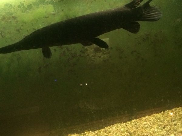 Favorite, Most Memorable, or Most Treasured Fish - General Chat ...
