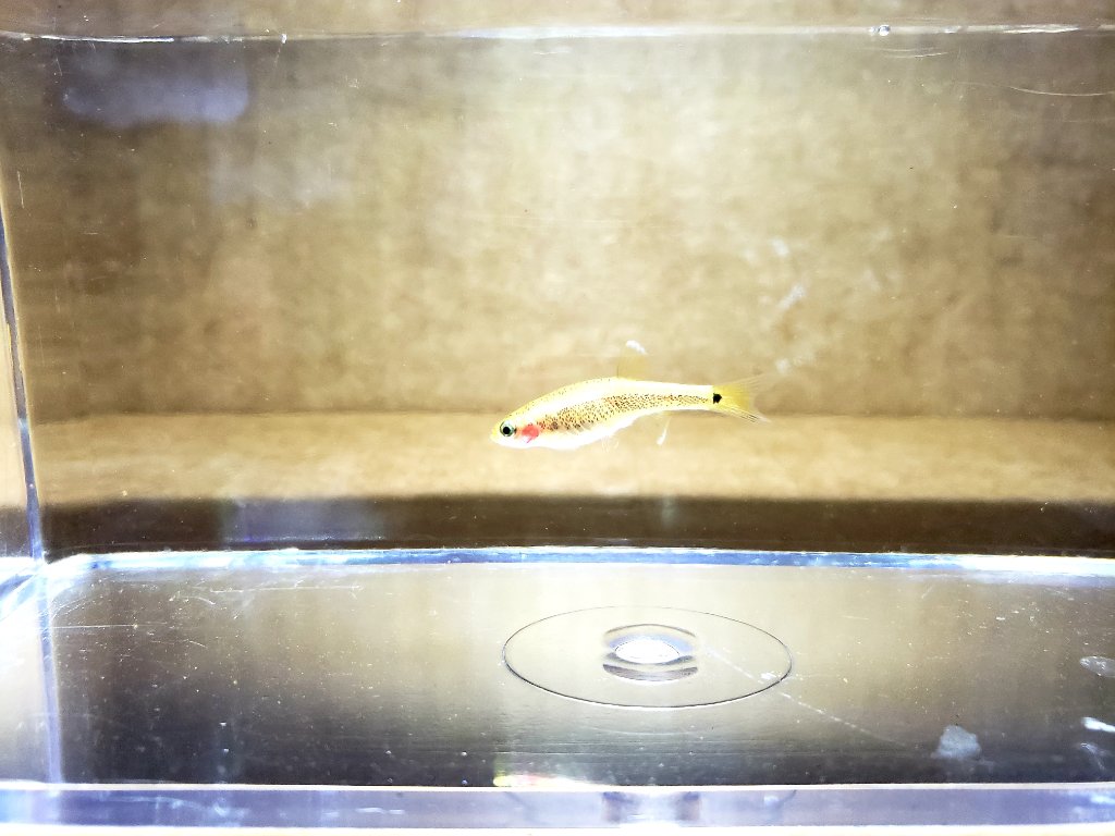 White Cloud Mountain Minnow coloration - General Chat - Aquarium Co-Op ...