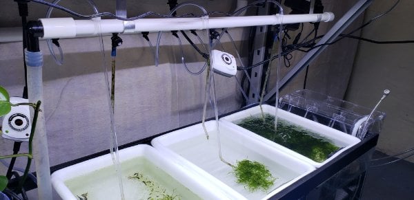 Fry System Upgrades - Photos, Videos & Journals - Aquarium Co-Op Forum