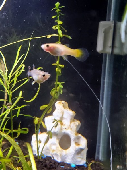 White, stringy 💩 poop! - Diseases - Aquarium Co-Op Forum