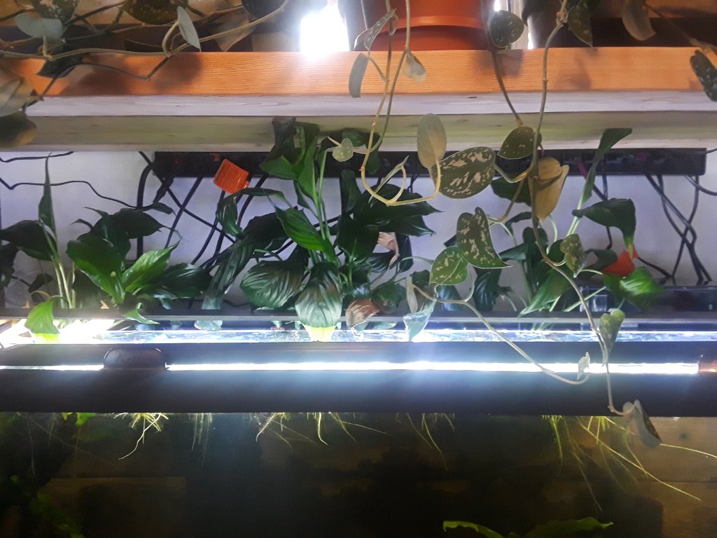 Plants to grow out of filter besides pothos - Page 3 - Plants, Algae ...