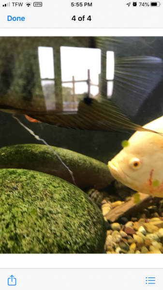 White, stringy 💩 poop! - Diseases - Aquarium Co-Op Forum