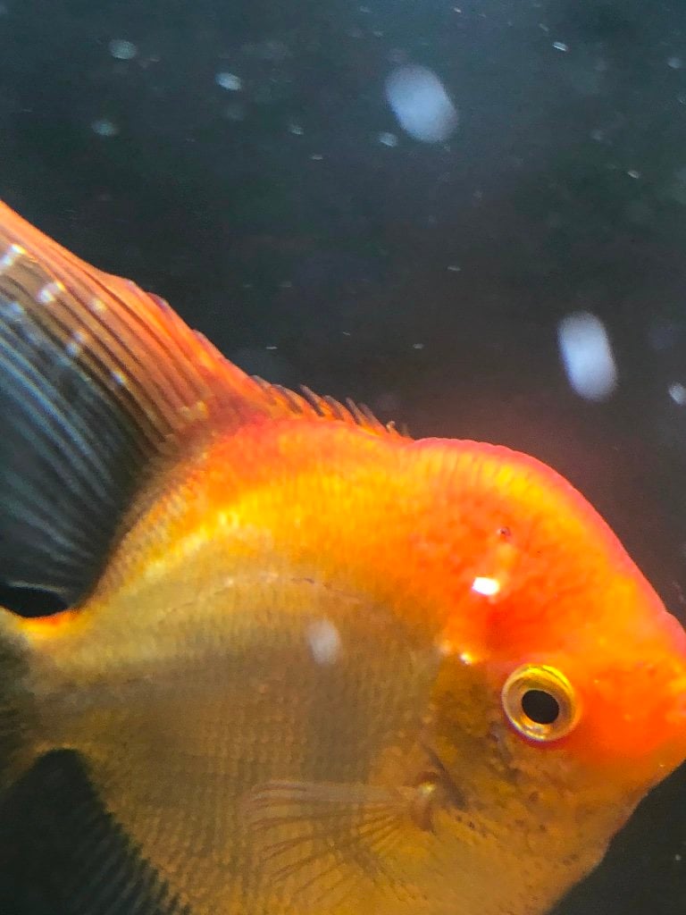 Angel Fish Pimple - Diseases - Aquarium Co-Op Forum
