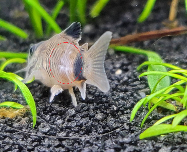 Mystery disease killing Corydoras, need help - Diseases - Aquarium Co ...
