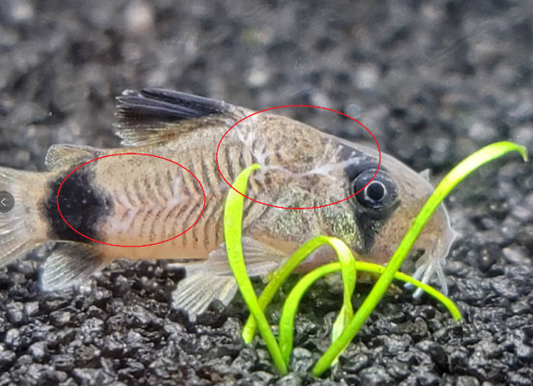 Mystery disease killing Corydoras, need help - Diseases - Aquarium Co ...