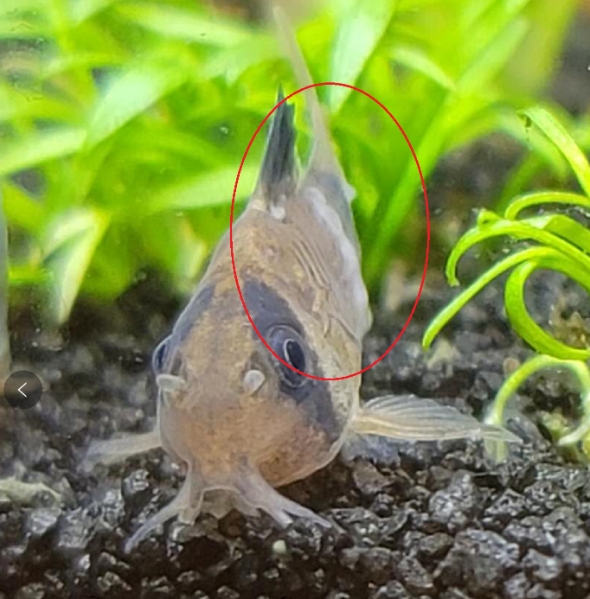 Mystery disease killing Corydoras, need help - Diseases - Aquarium Co ...