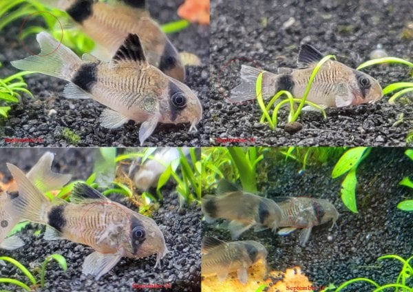 Mystery disease killing Corydoras, need help - Diseases - Aquarium Co ...