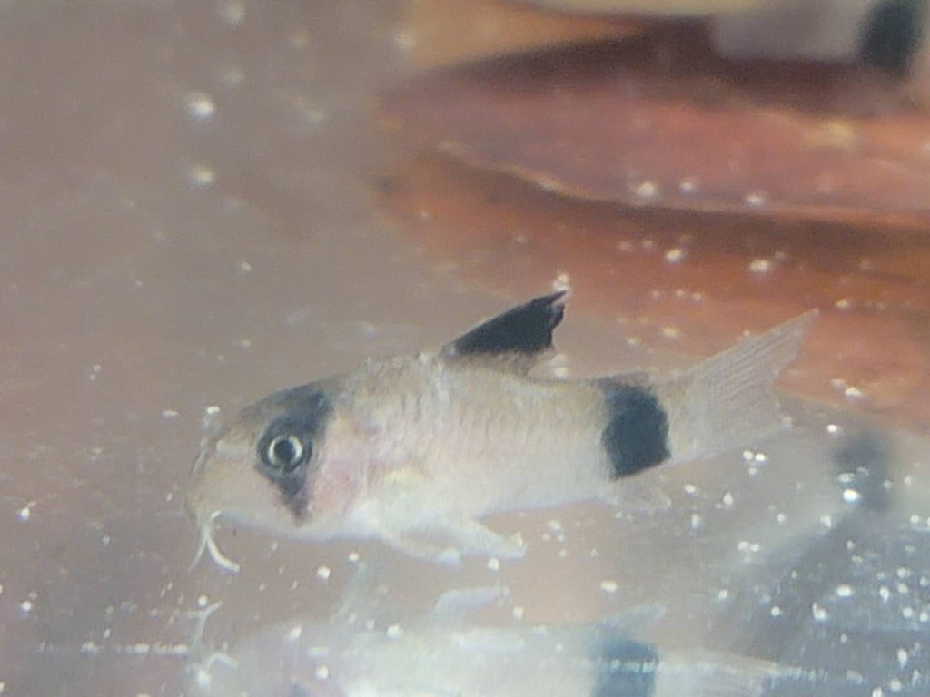 Mystery disease killing Corydoras, need help - Diseases - Aquarium Co ...