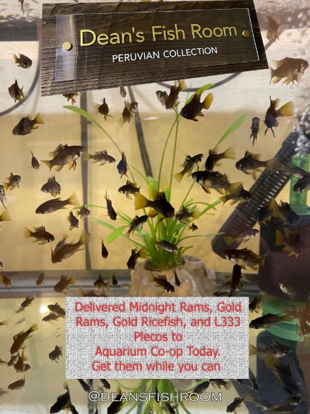 Delivered fish to the Co-op - Washington - Aquarium Co-Op Forum