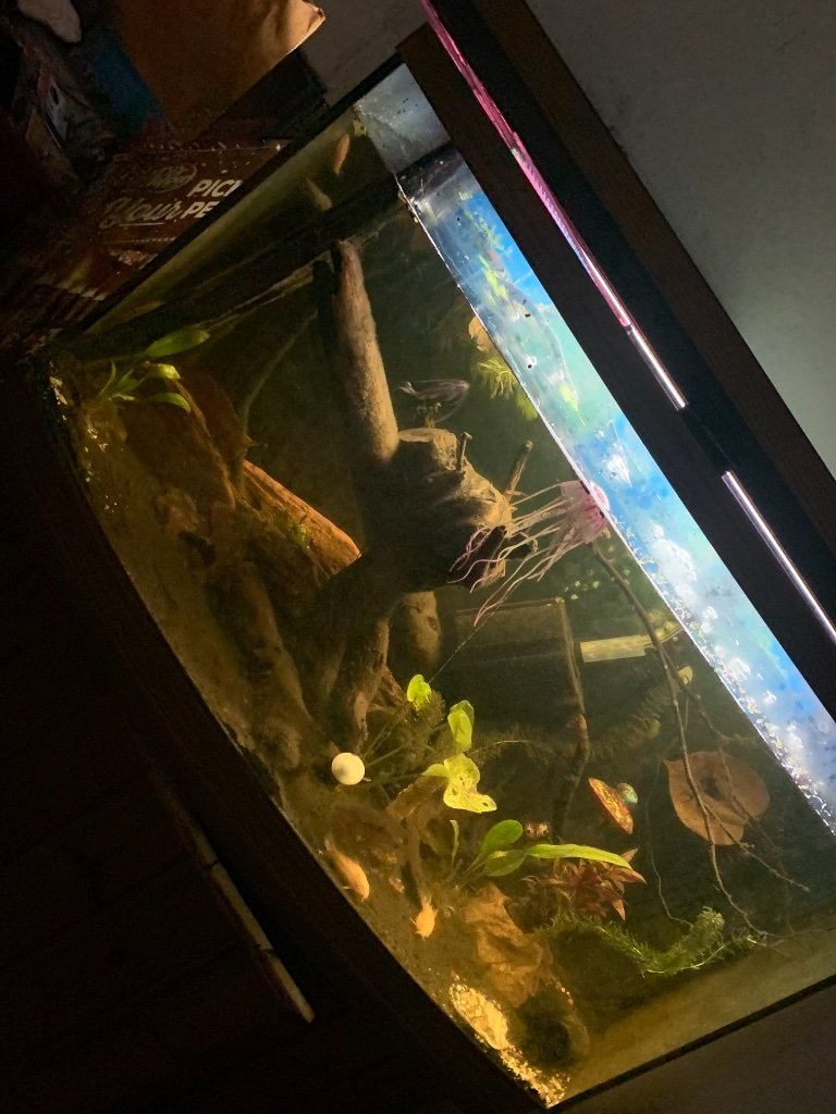 Balancing planted tanks - Page 2 - Plants, Algae, and Fertilizers ...