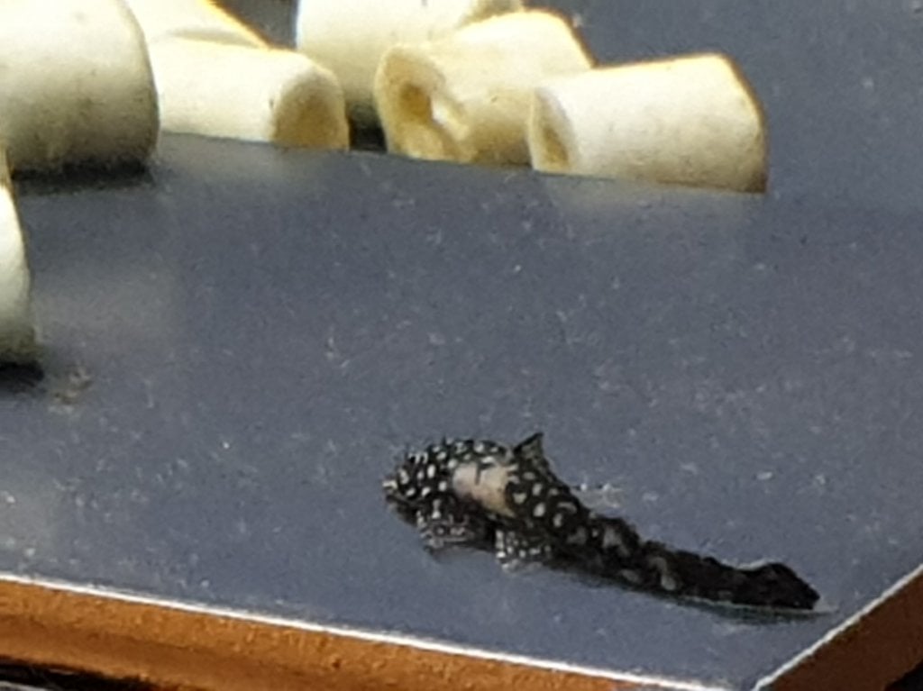 My bristlenose pleco has some white patch on its skin - Diseases ...