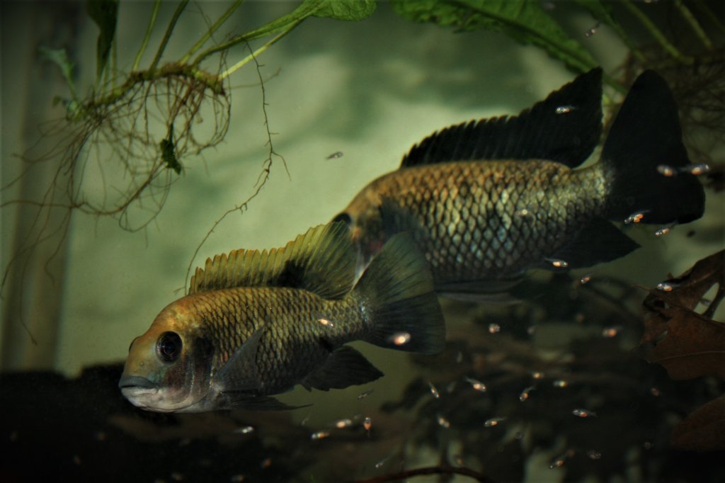 Coptodon kottae - General Chat - Aquarium Co-Op Forum
