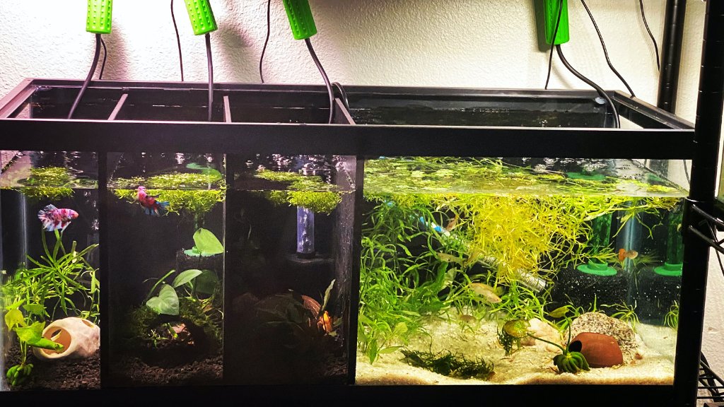 Guppy tank going strong! How are yours doing? - Photos, Videos ...
