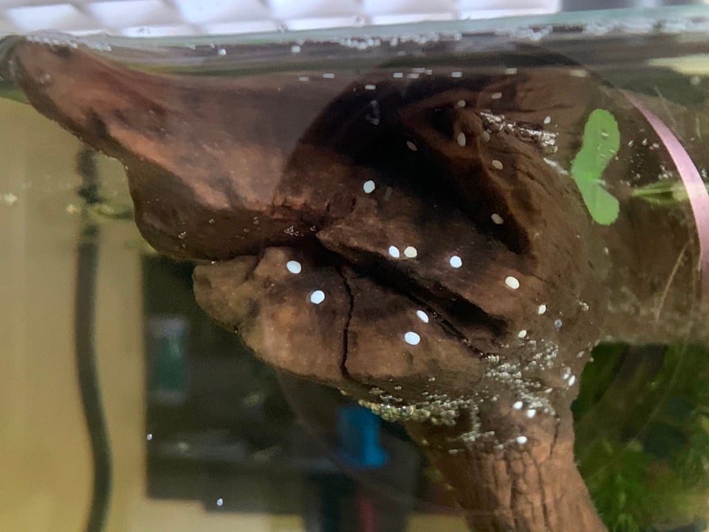 Does anyone know what limpet eggs look like? - General Chat - Aquarium ...