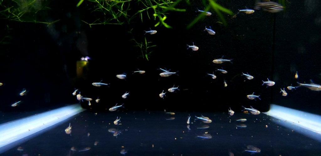 Black Neon Tetra Spawning - General Chat - Aquarium Co-Op Forum