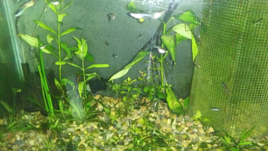 Balancing planted tanks - Plants, Algae, and Fertilizers - Aquarium Co ...