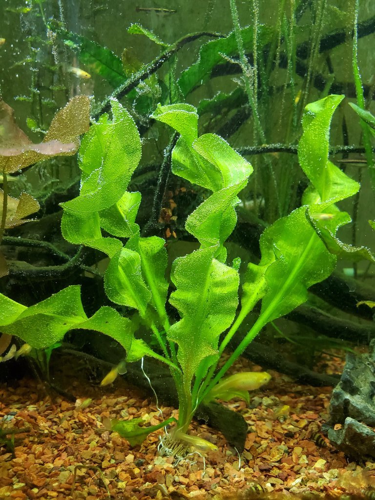 "Just a bulb plant" - Plants, Algae, and Fertilizers - Aquarium Co-Op Forum