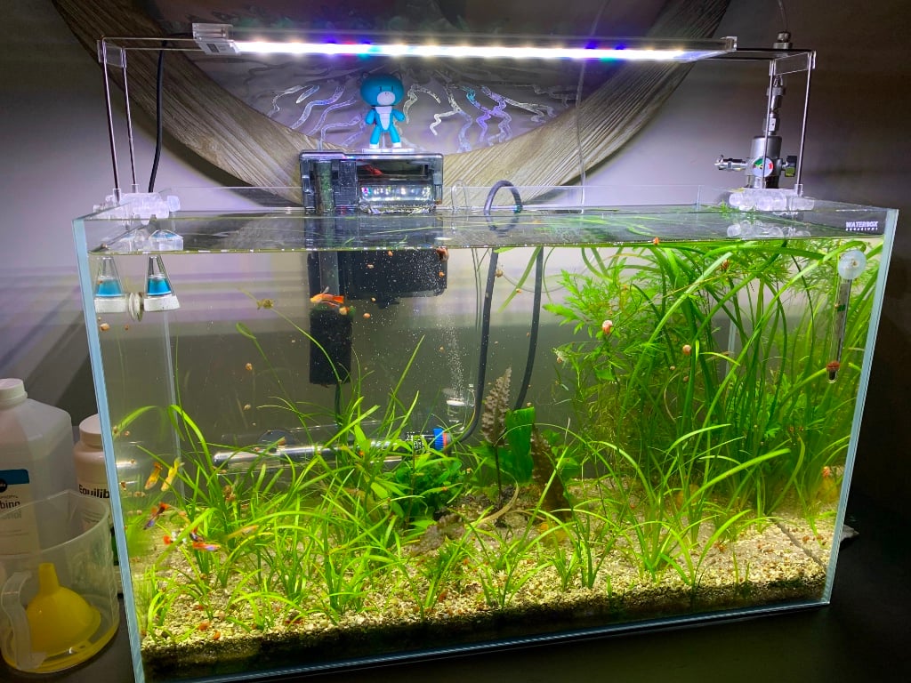 FZone 2.5L canister diy CO2 kit - General Chat - Aquarium Co-Op Forum