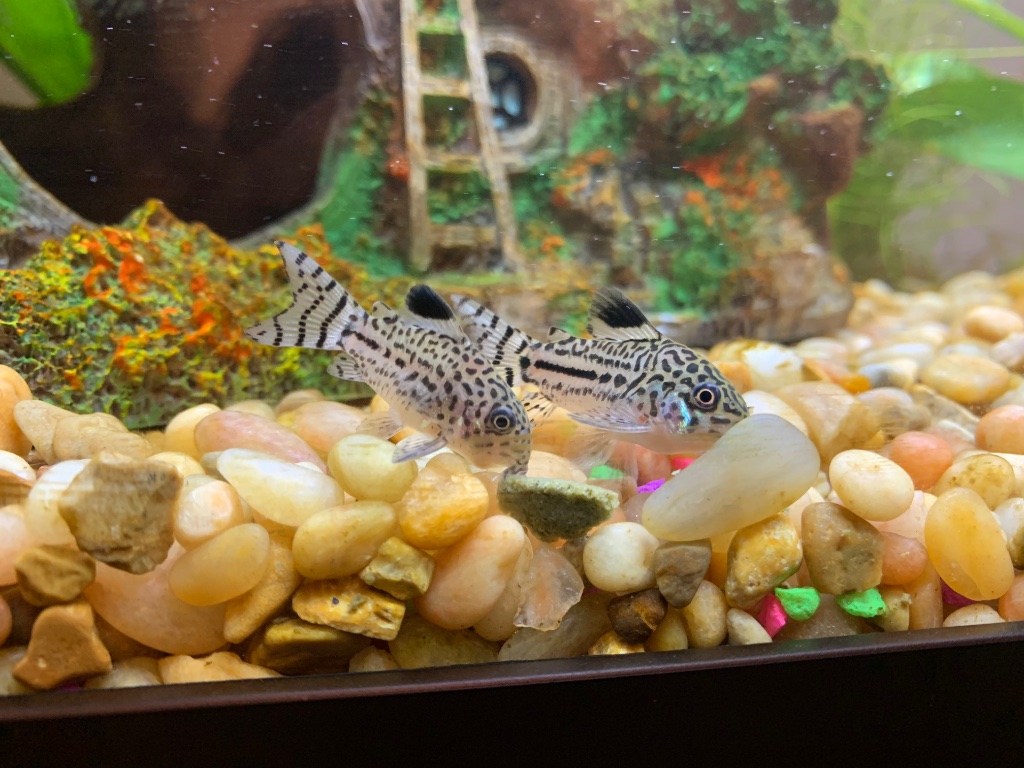 Lump on Julii Cory - Diseases - Aquarium Co-Op Forum