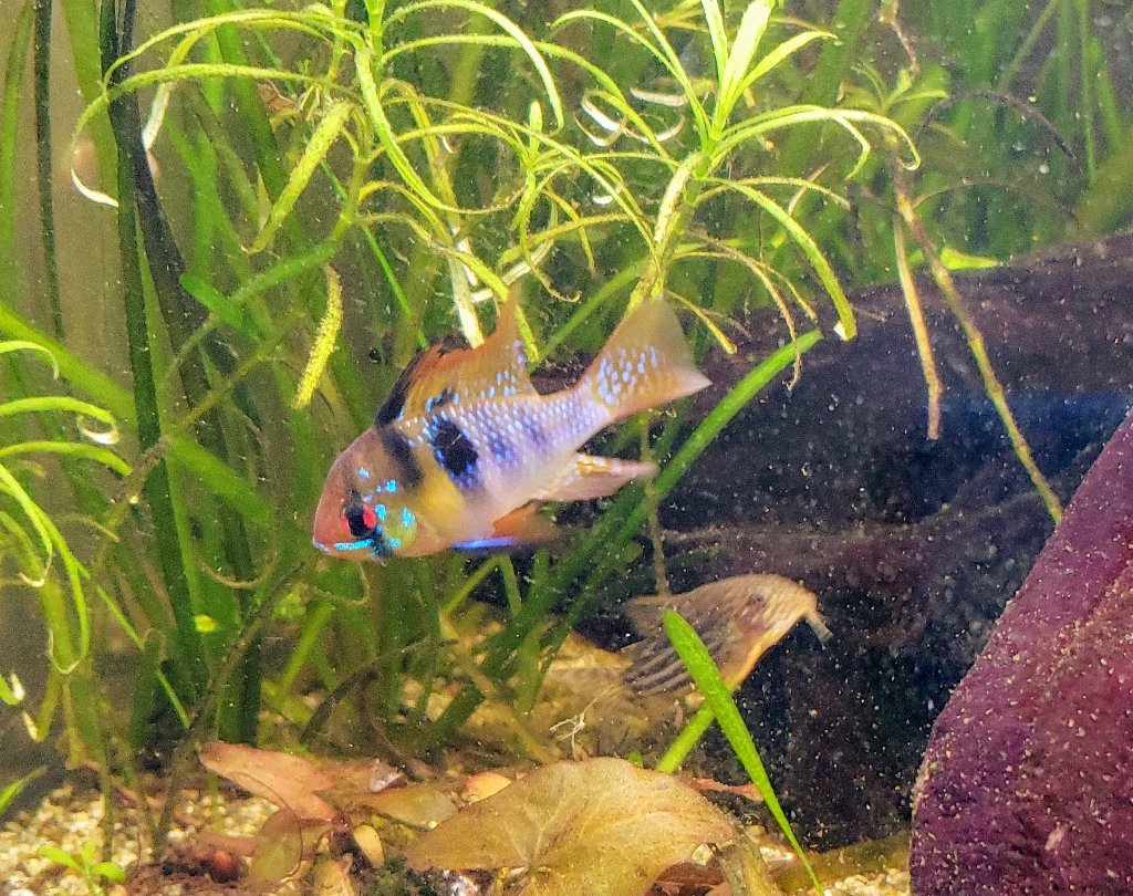 German Blue Ram help - Diseases - Aquarium Co-Op Forum