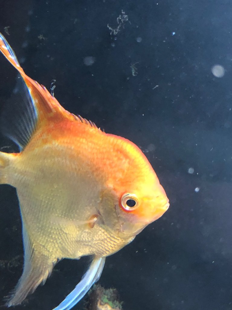 Angel Fish Pimple - Diseases - Aquarium Co-Op Forum
