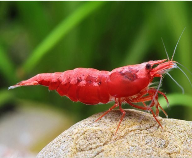 Do scuds eat cherry shrimp? - Shrimp Chat - Aquarium Co-Op Forum