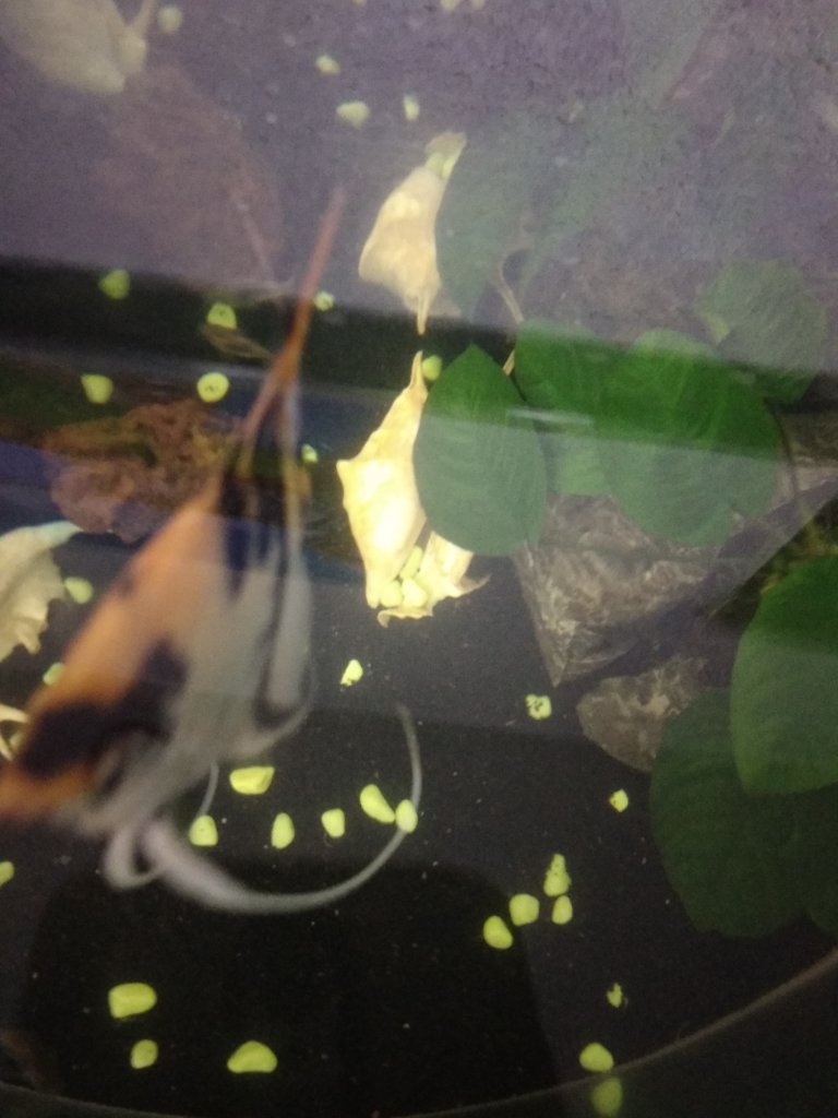 DIscoloration - Diseases - Aquarium Co-Op Forum